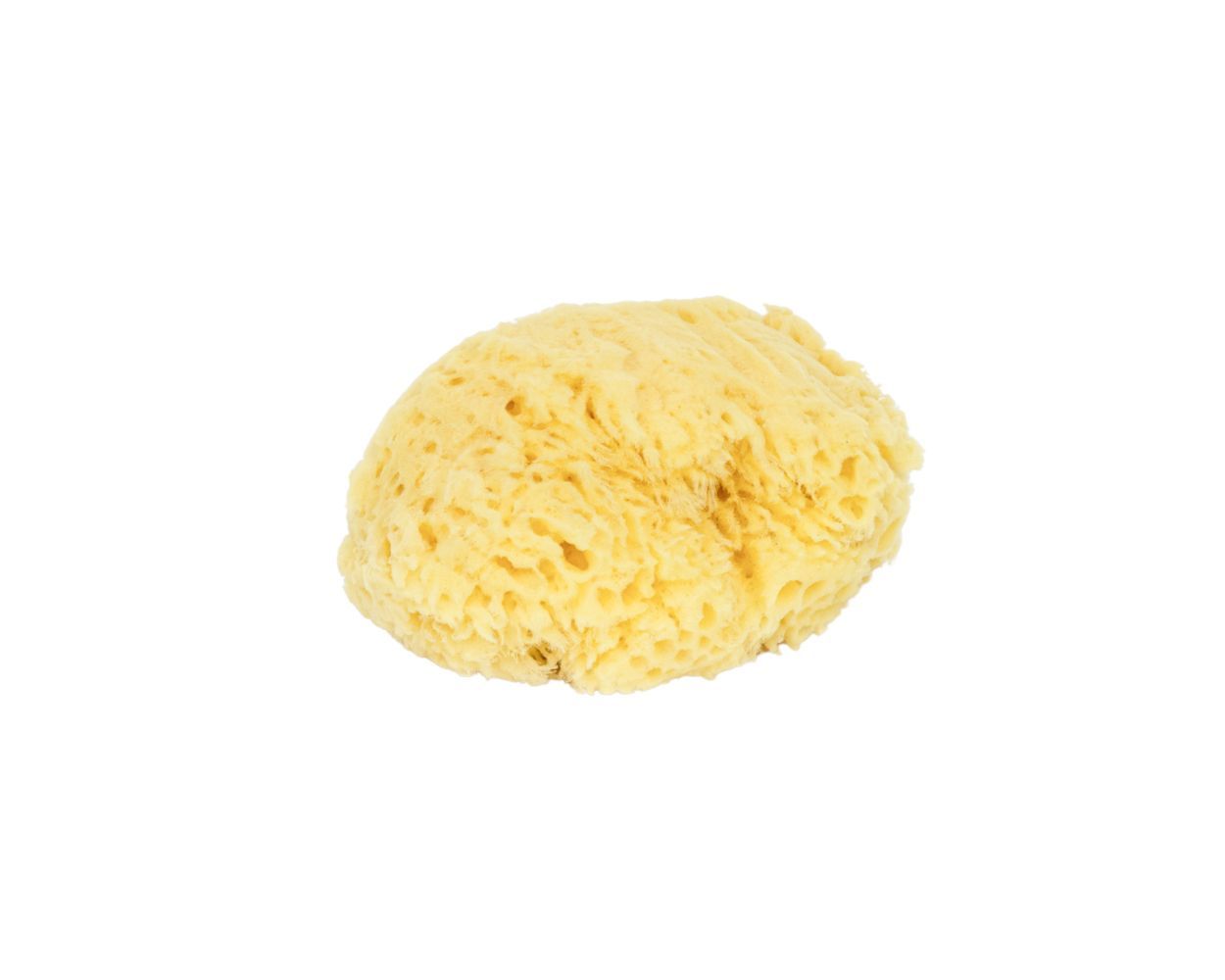 D&L Natuurspons Gebleekt | XS | DNLnatuursponsXS